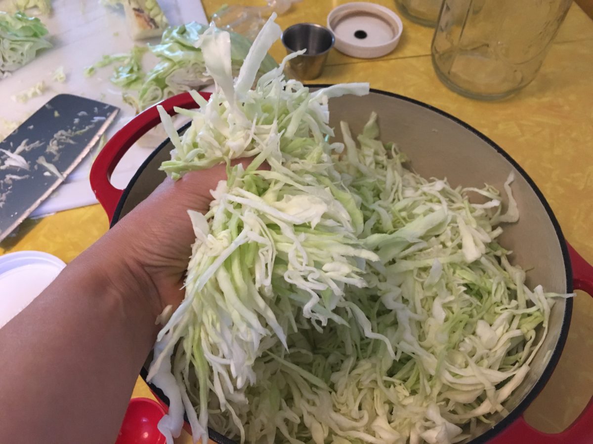 Fermented Sauerkraut the Frugal Way to Feed Your Gut!